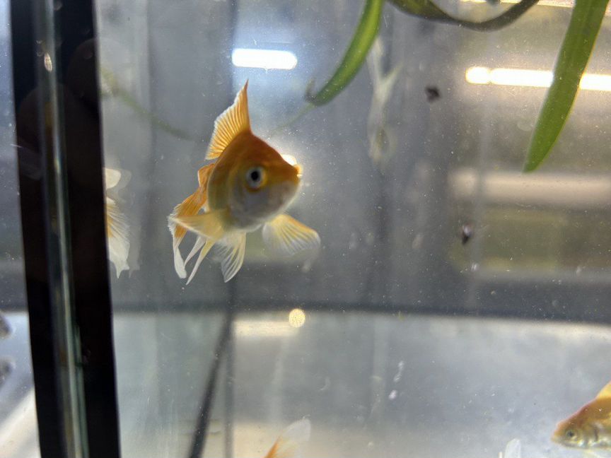 Золотая рыбка(риукин красный)