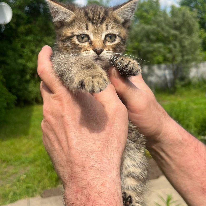 Котёнок в добрые руки