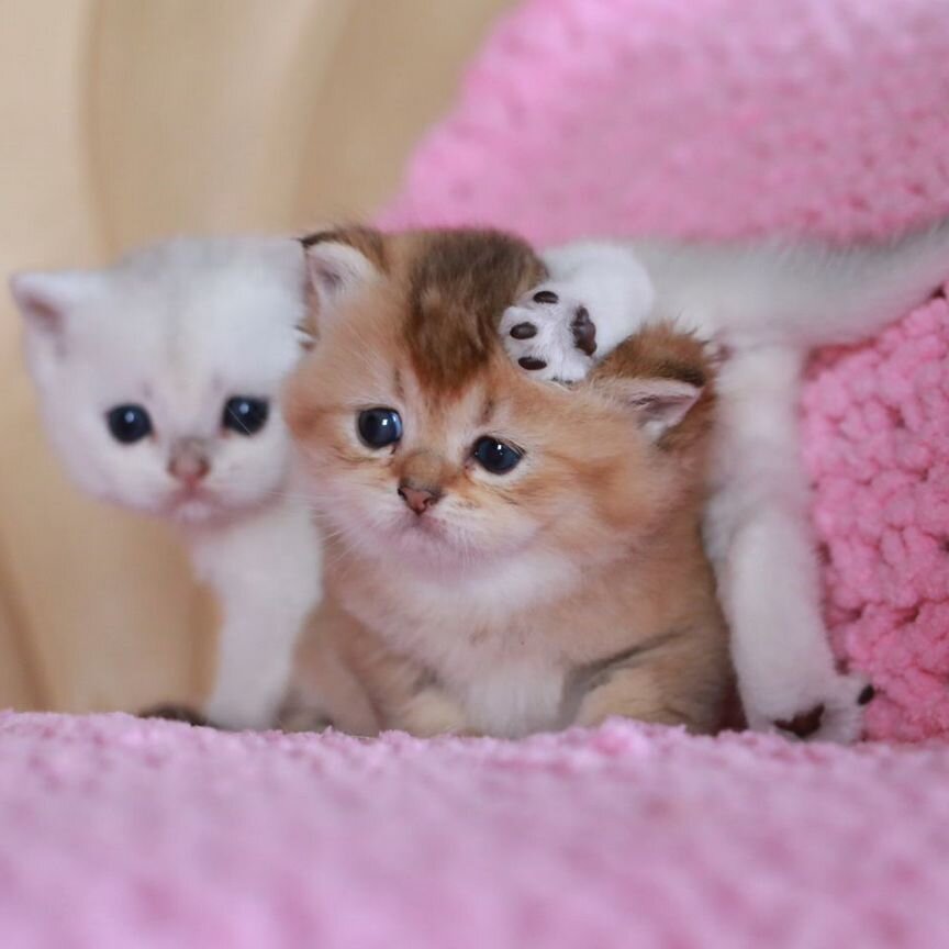Британские шиншиллы котята