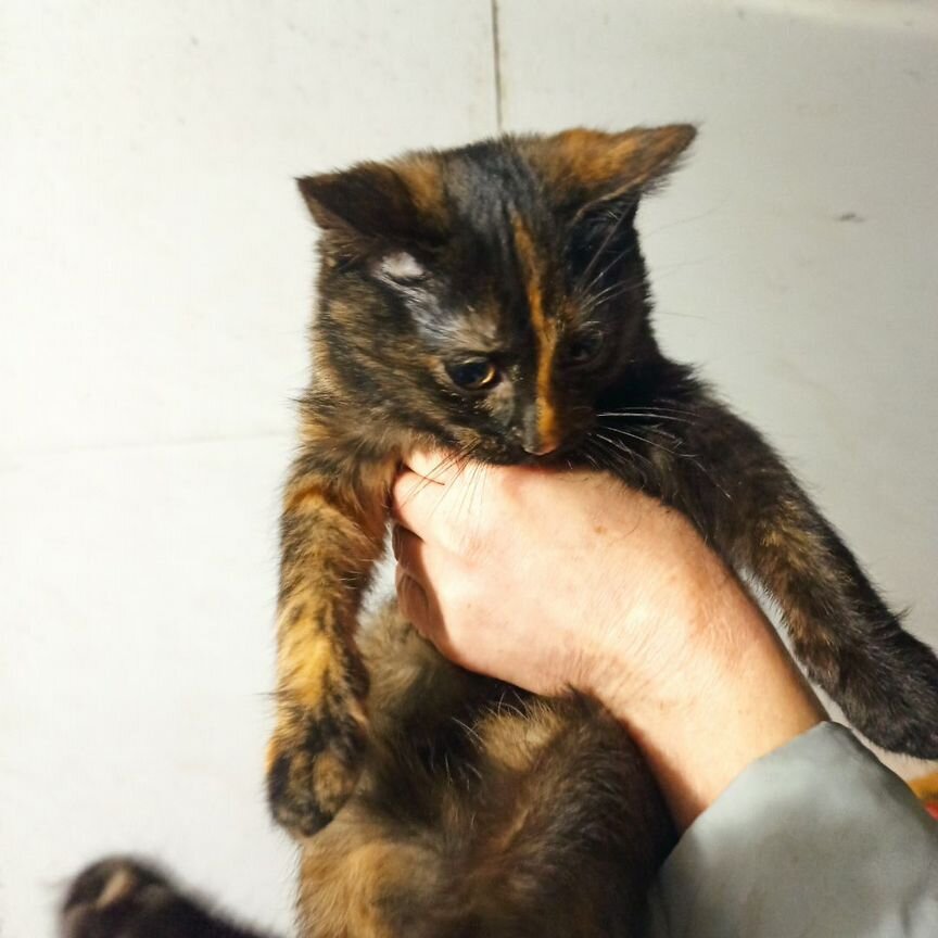 Милые котейки ищут дом