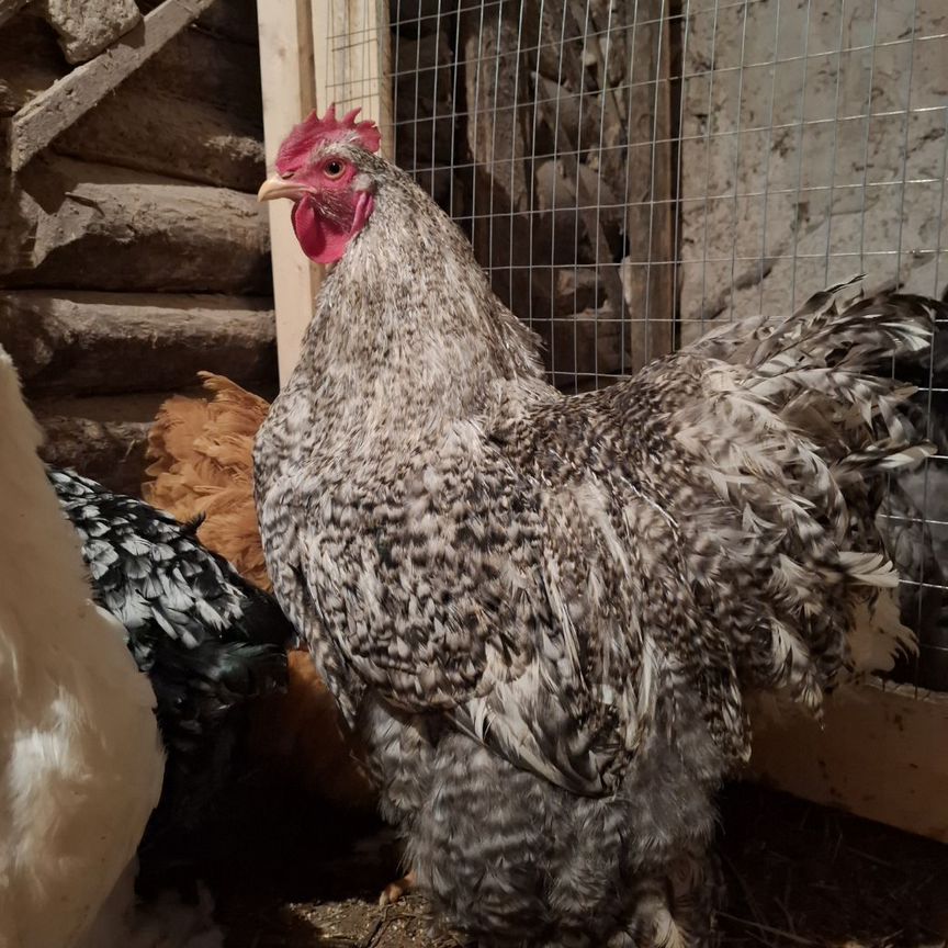 Петух Кохинхин