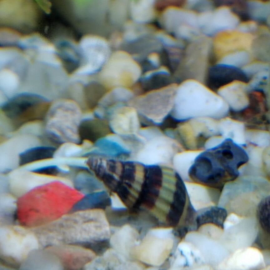 Улитка хелена