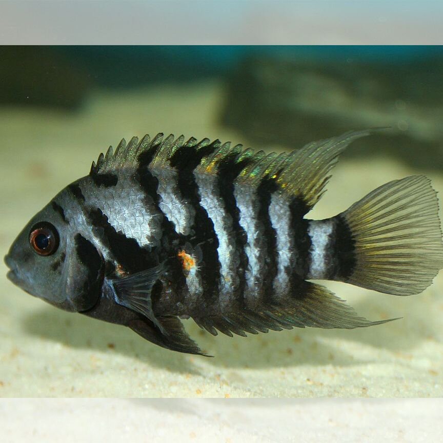 Рыбки чернополосая цихлозома