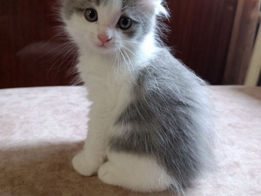 Котята полтора месяца