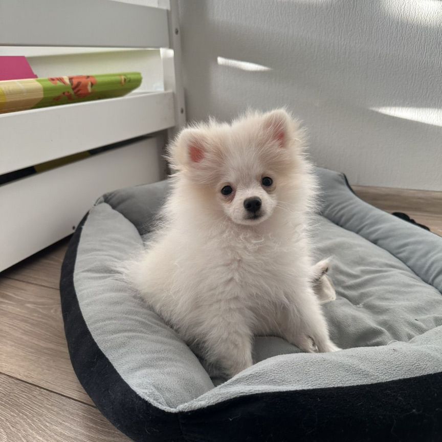 Шпиц щеночек