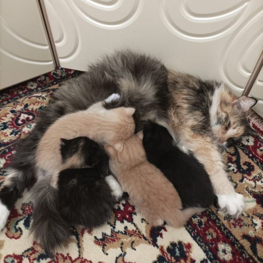 Очаровательные котята