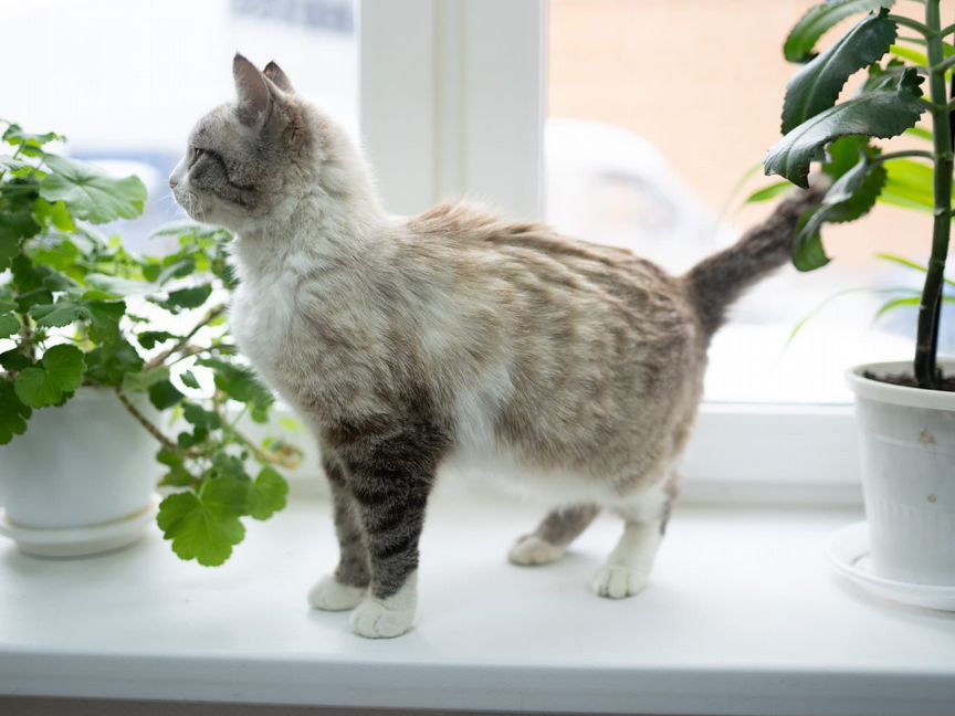 Кошка невская маскарадная бесплатно