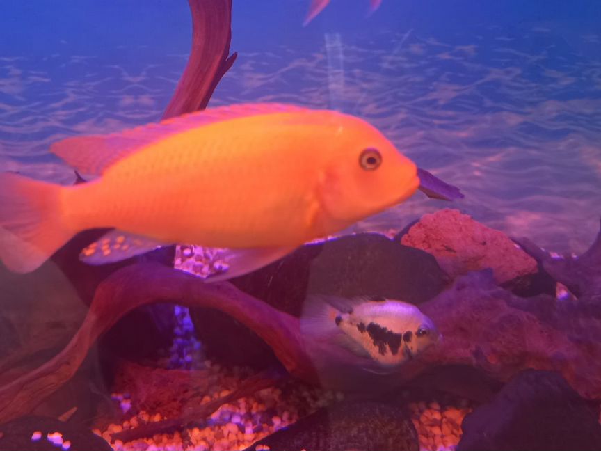 Цихлиды, для большого аквариума