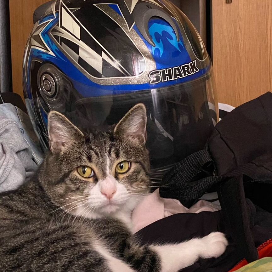 Кот в добрые руки