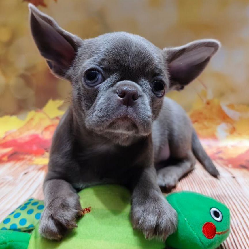 Чихуахуа, щенок