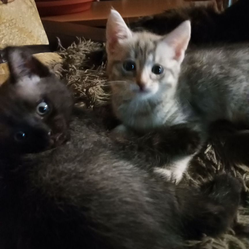 Котята в добрые руки бесплатно