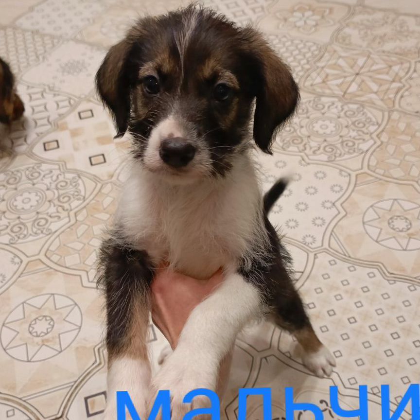 Щенок в добрые руки