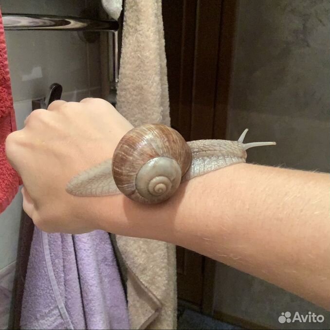 Виноградная улитка