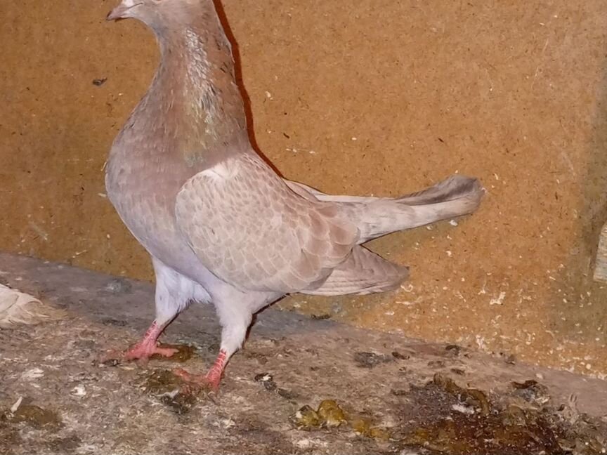 Продаю голубей