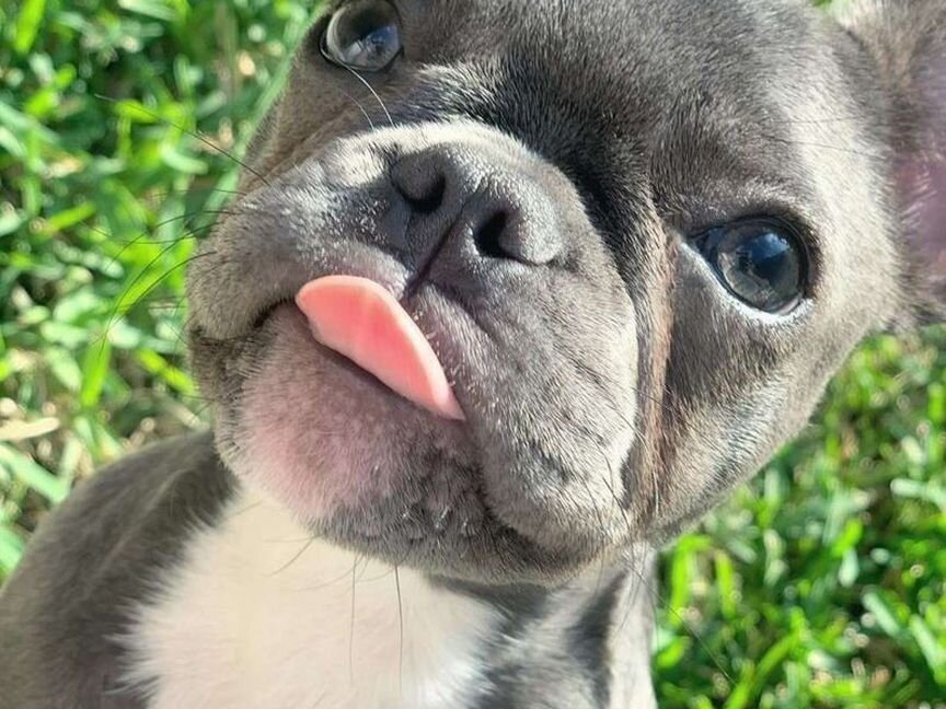 Французский бульдог голубой мини