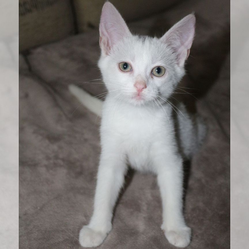 Котик отдам бесплатно мальчик