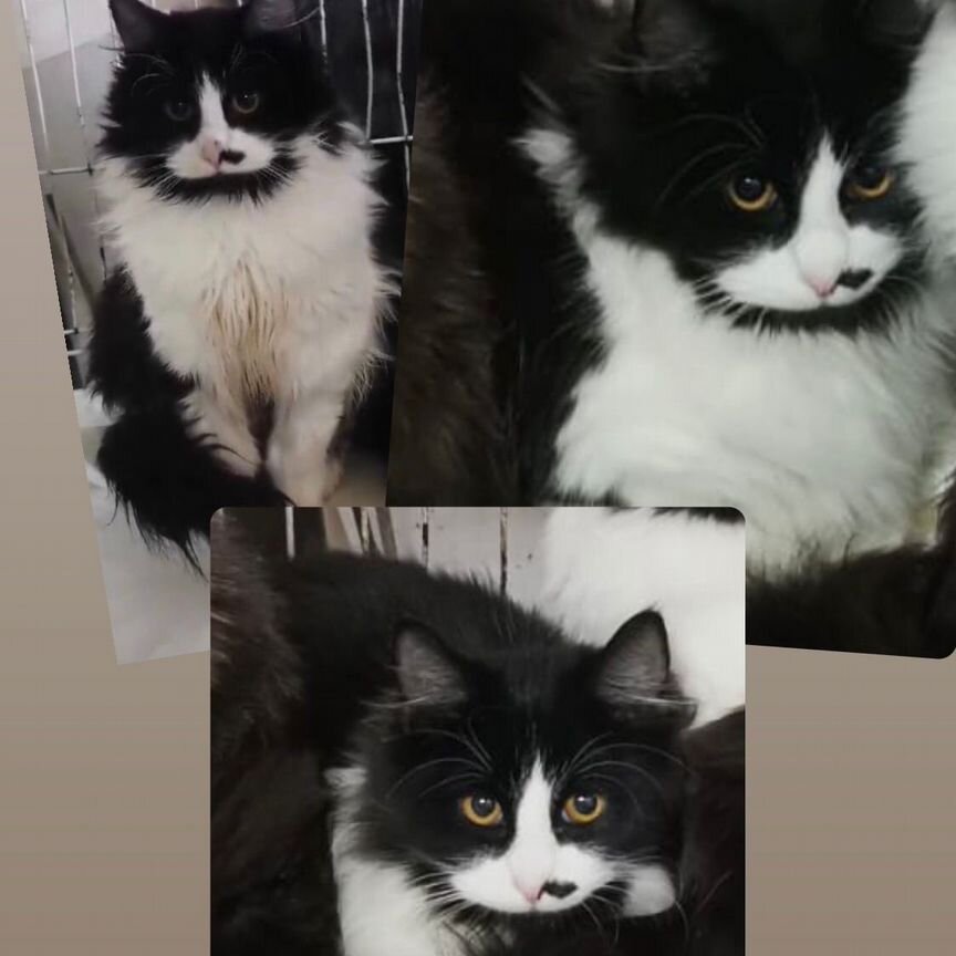 Котик в добрые руки