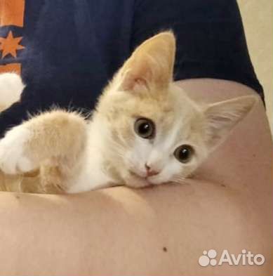Солнечный котенок Цукат., 3 месяца