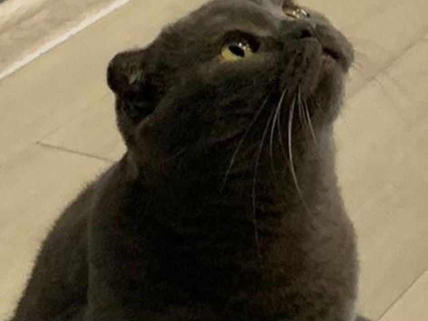 Шотландская вислоухая кошка бесплатно