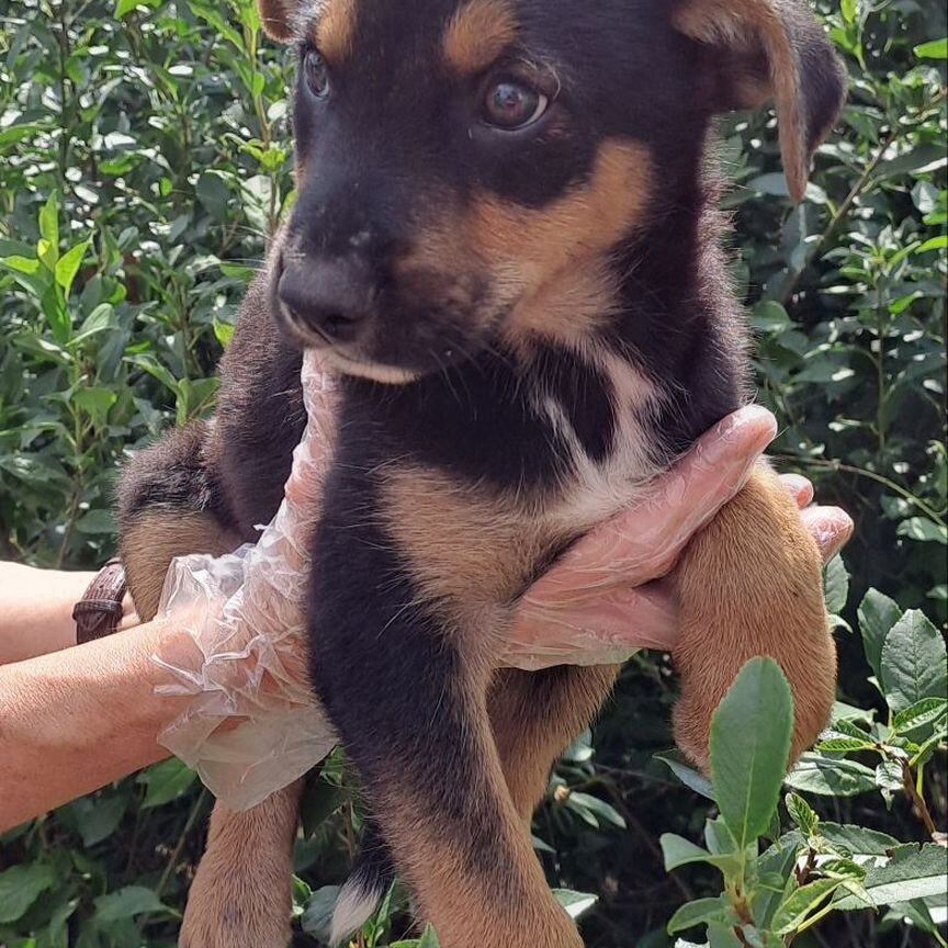 Щенули в надёжные руки