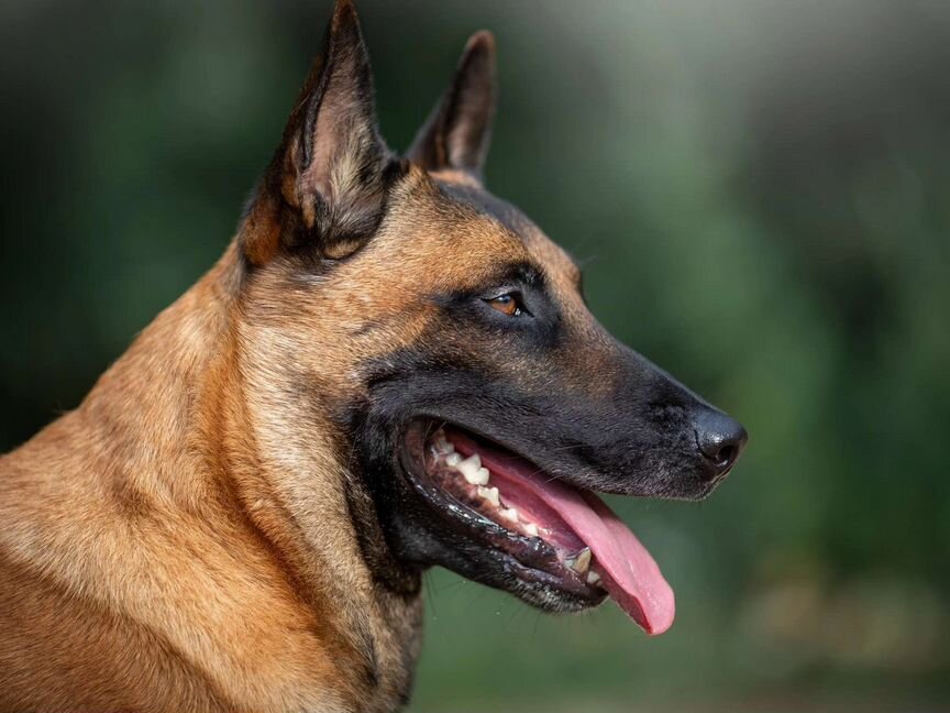 Щенки бельгийской овчарки малинуа