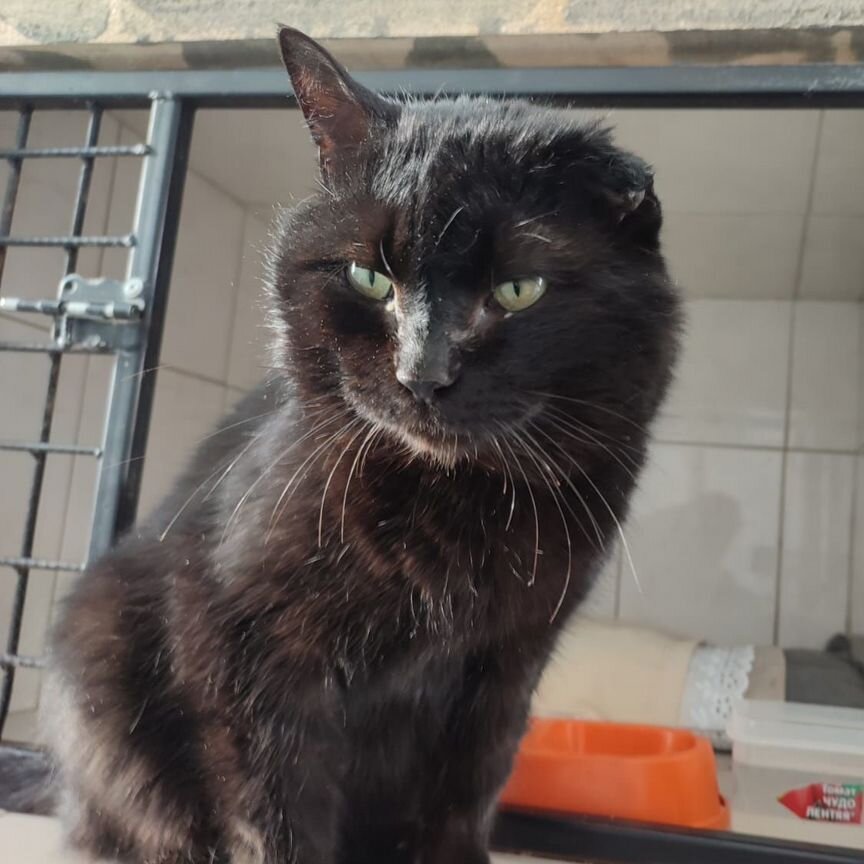 Черный котик Барсик