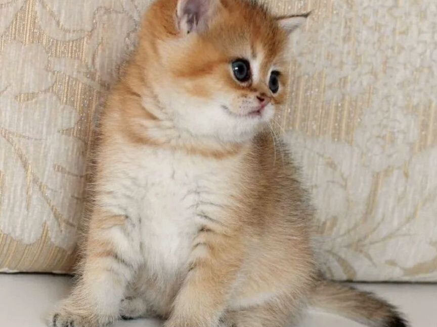 Шотландские золотые котята бэби-фейс