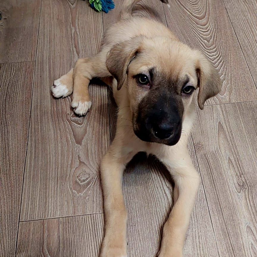 Пёс барбос ищет дом