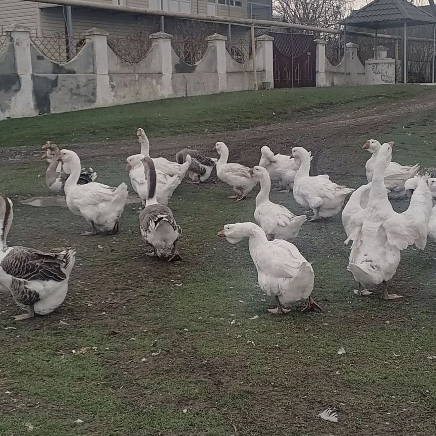 Гуси холмогоры