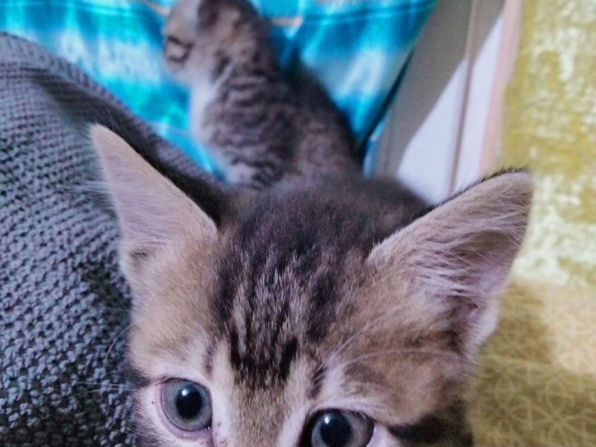 Котята от домашней кошки