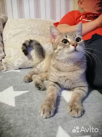 Милая кошечка осталась без дома