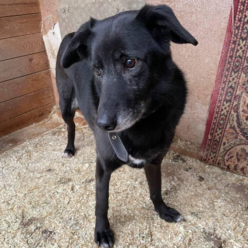 Доброе дело для собаки из приюта