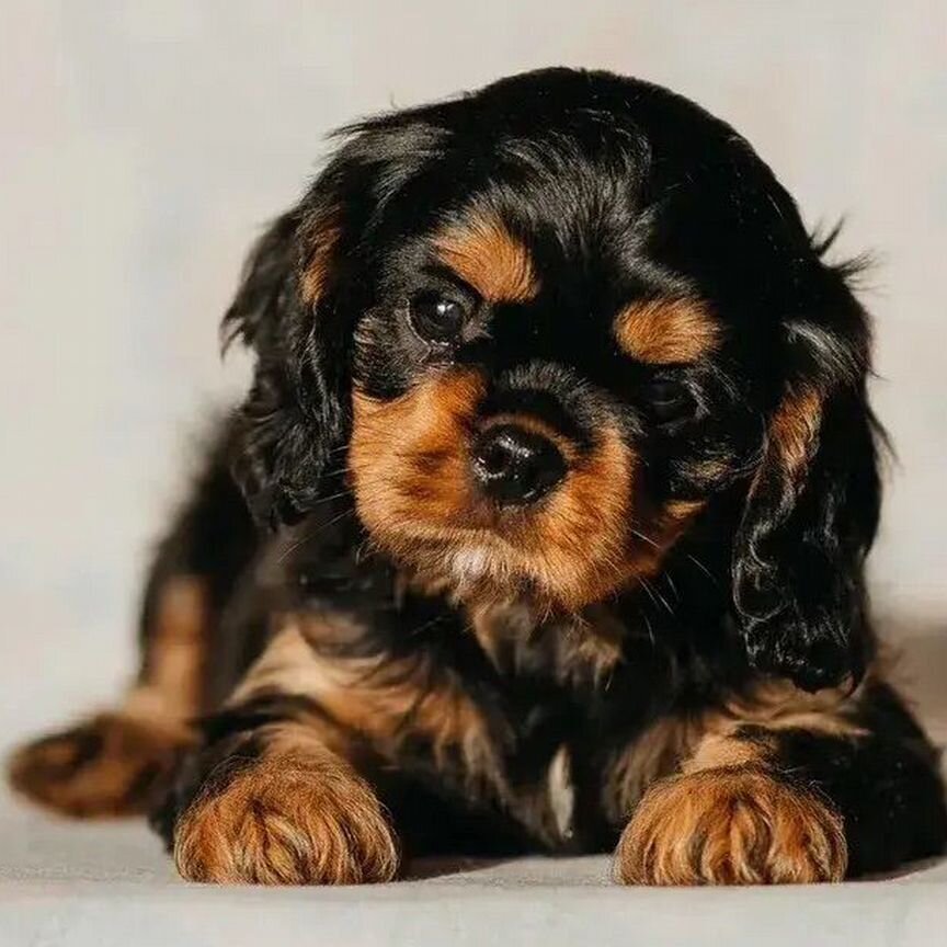 Кавалер кинг-чарльз-спаниель, щенок