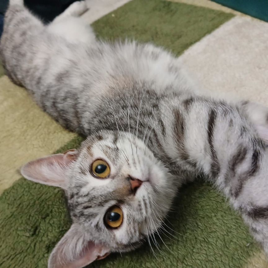 Кошечка в добрые руки