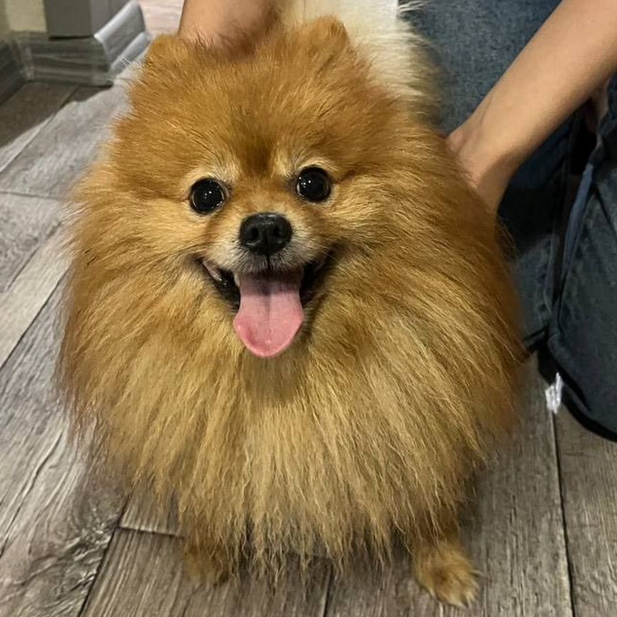 Найдена собака Шпиц