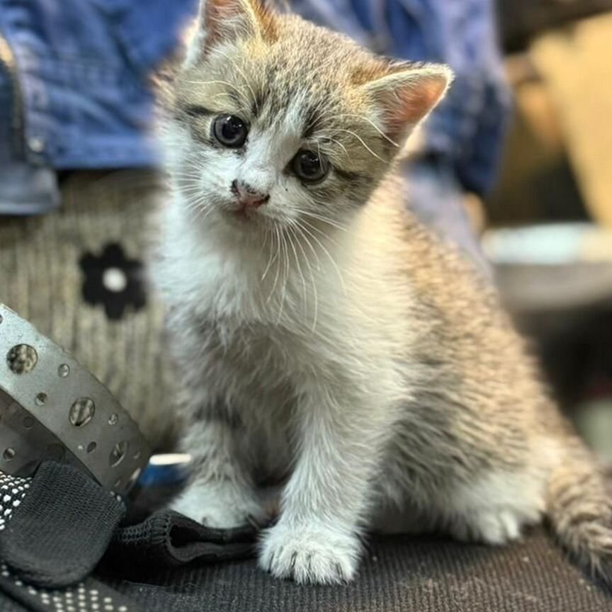 Котенок бесплатно