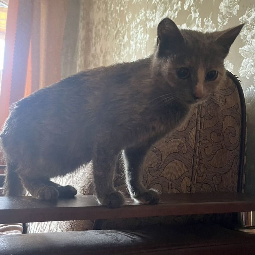 Отдам котенка в добрые руки