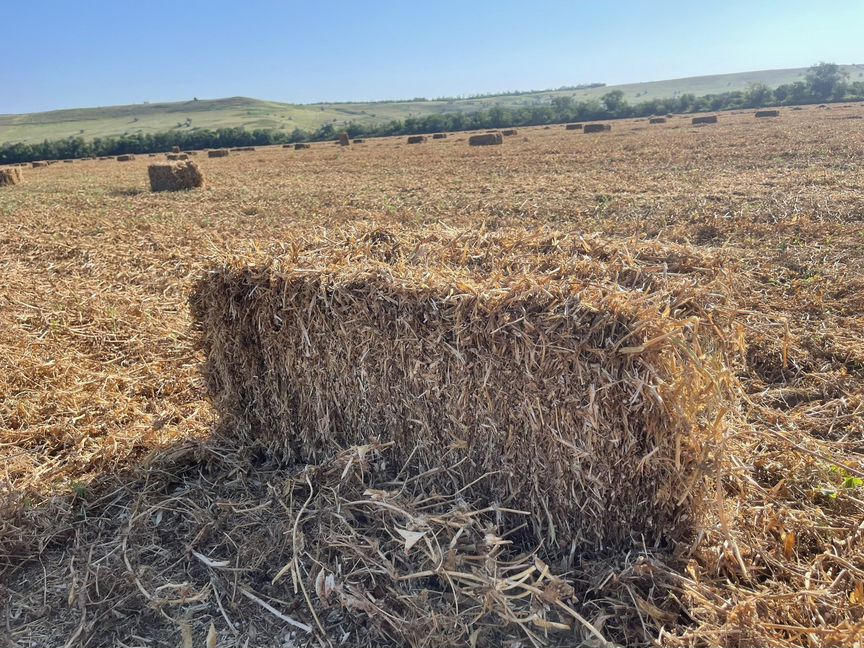 Гороховая солома в тюках