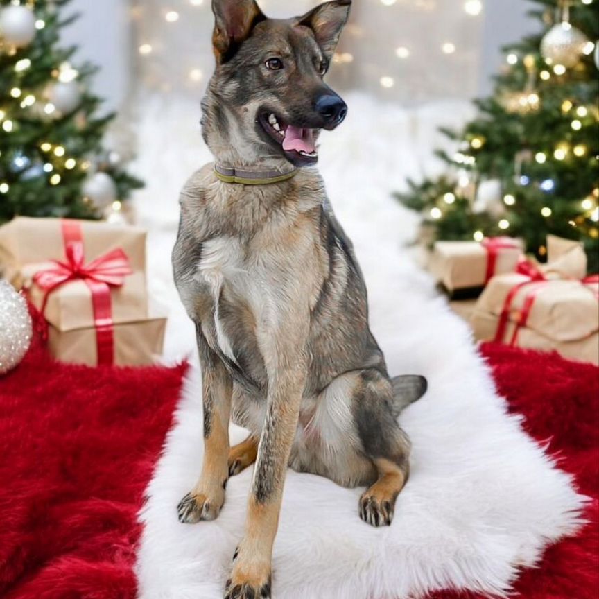 Собачка из приюта в дар