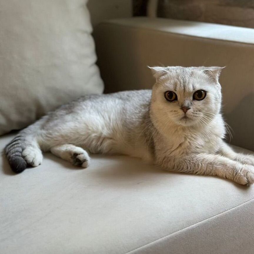 Шотландская вислоухая кошка бесплатно