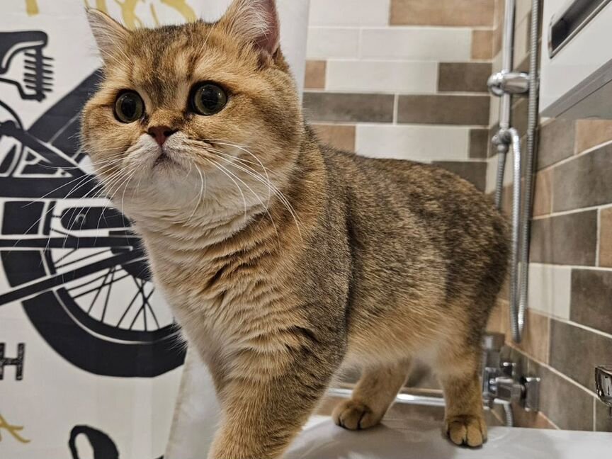 Красавец мужчина ищет даму сердца