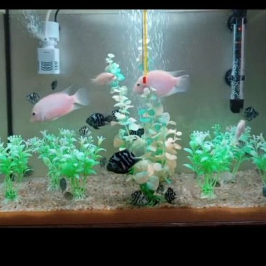 Аквариумные рыбы