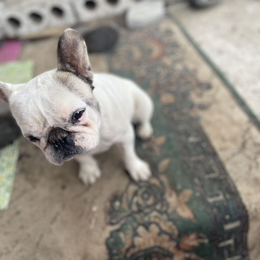 Французский бульдог