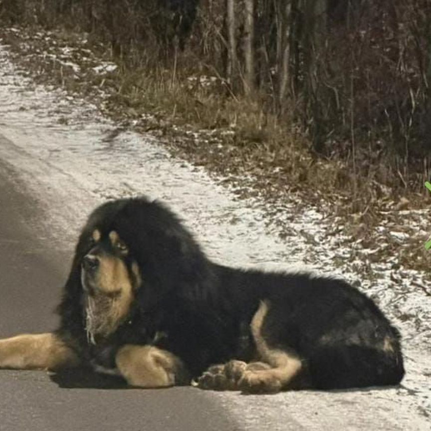 Тибетский мастиф, взрослый пёс