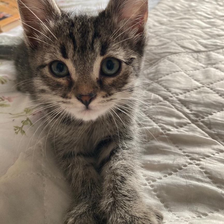 Котёнок дворянской породы (т.е. со двора), мальчик