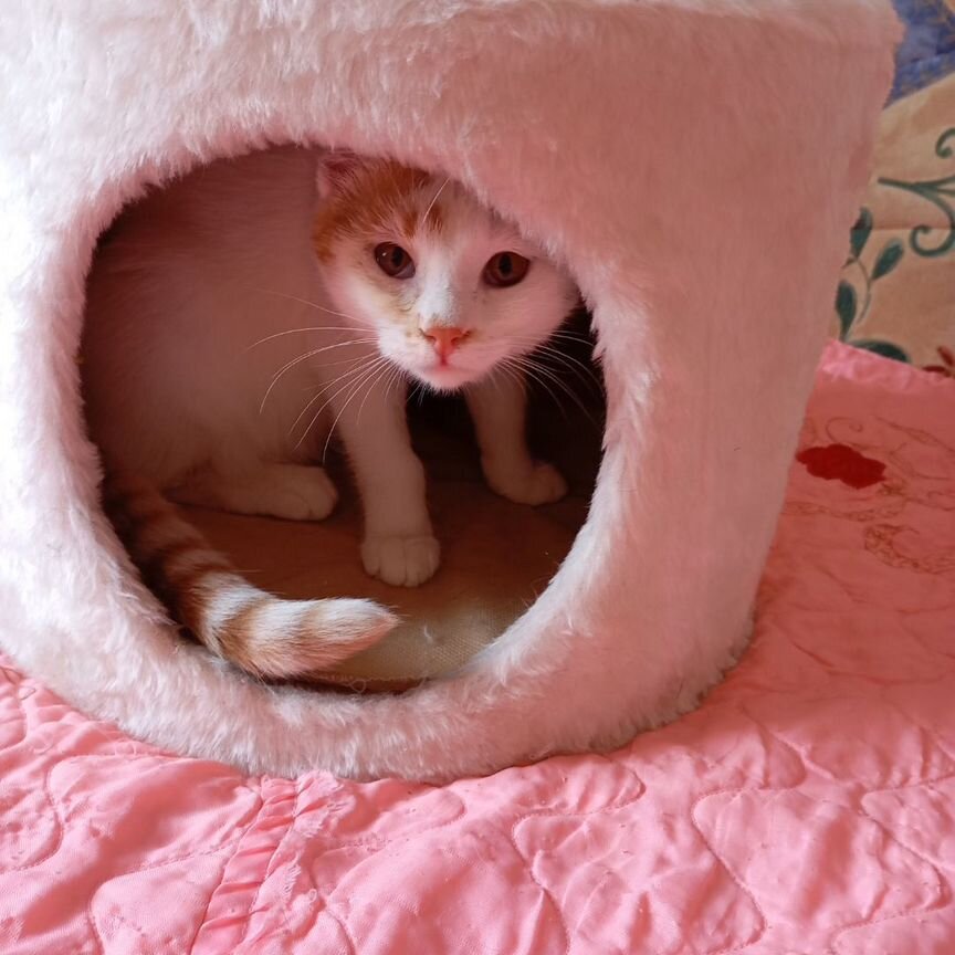 Бело рыжий котенок девочка