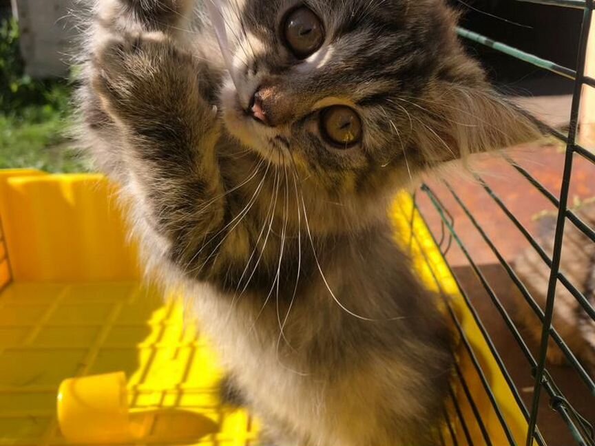 Кошечка тихоня (2 месяца)