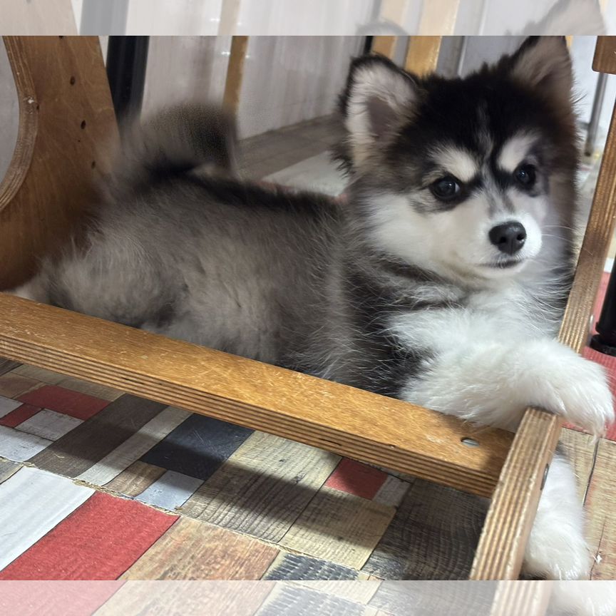 Помски, щенок