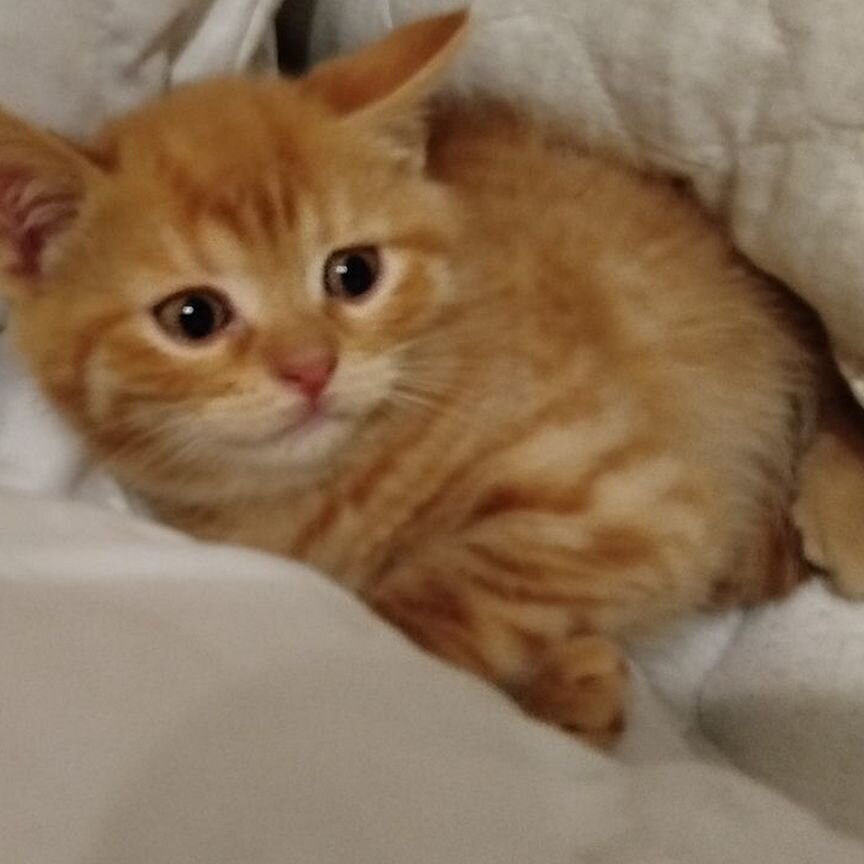 Продам британских котят