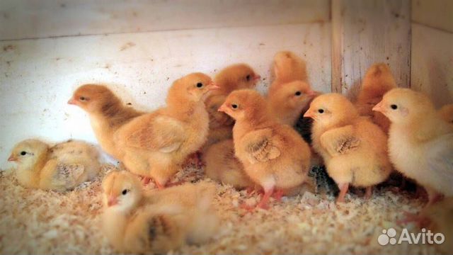 Цыпленок суточный "Фокси Чик"